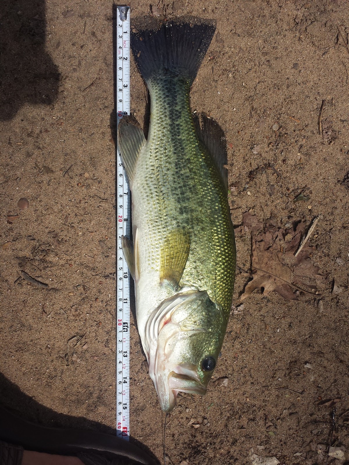 How To Catch Largemouth Bass - BigTackleBox