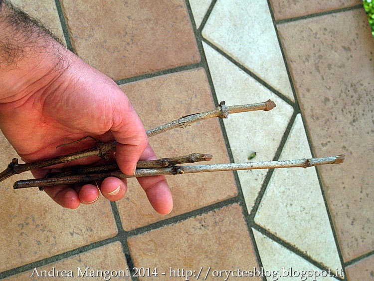 Orto antico - Mini-guida fotografica: come fare una talea di vite ...