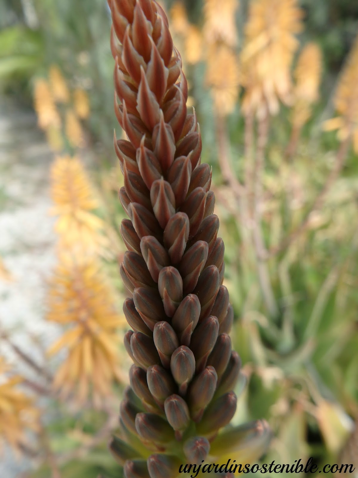 Aloe Barbadensis (Aloe vera, Sábila, Aloe)