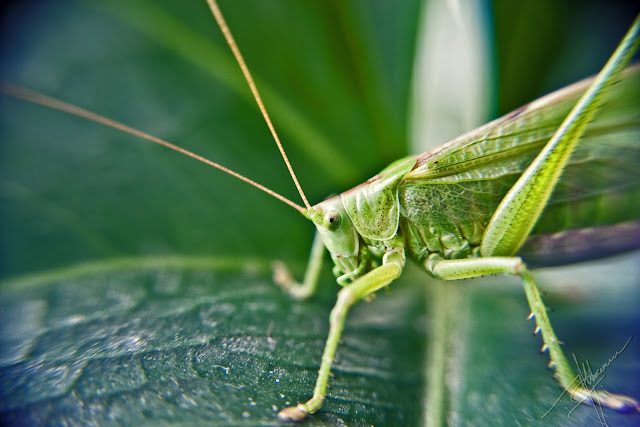 Hliboceanu G.V. Photography: Locust