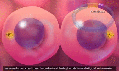 BIOconéctate: Ciclo Celular