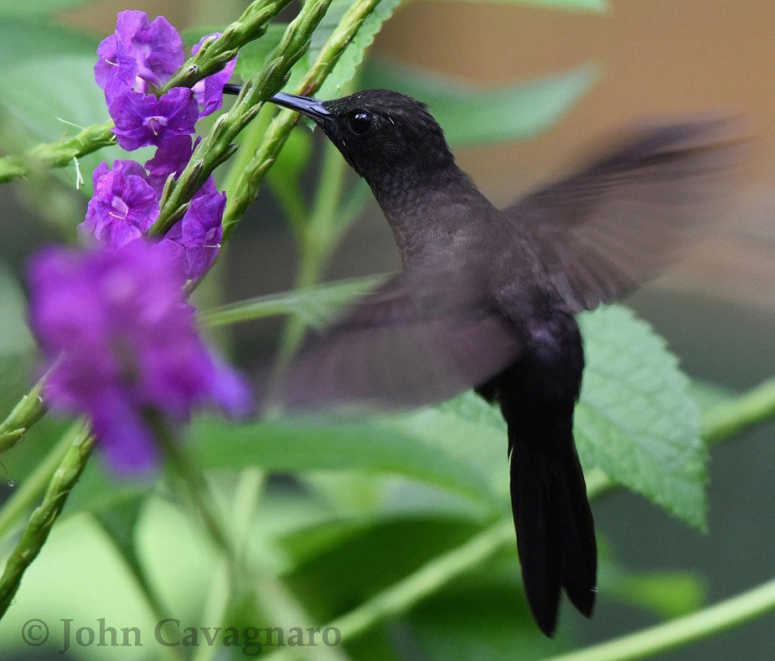 Black Hummingbirds