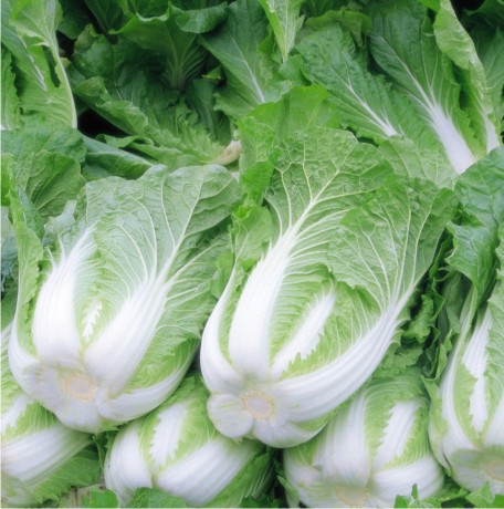 Tanaman Petsai | Tanaman Hias dan Permasalahannya