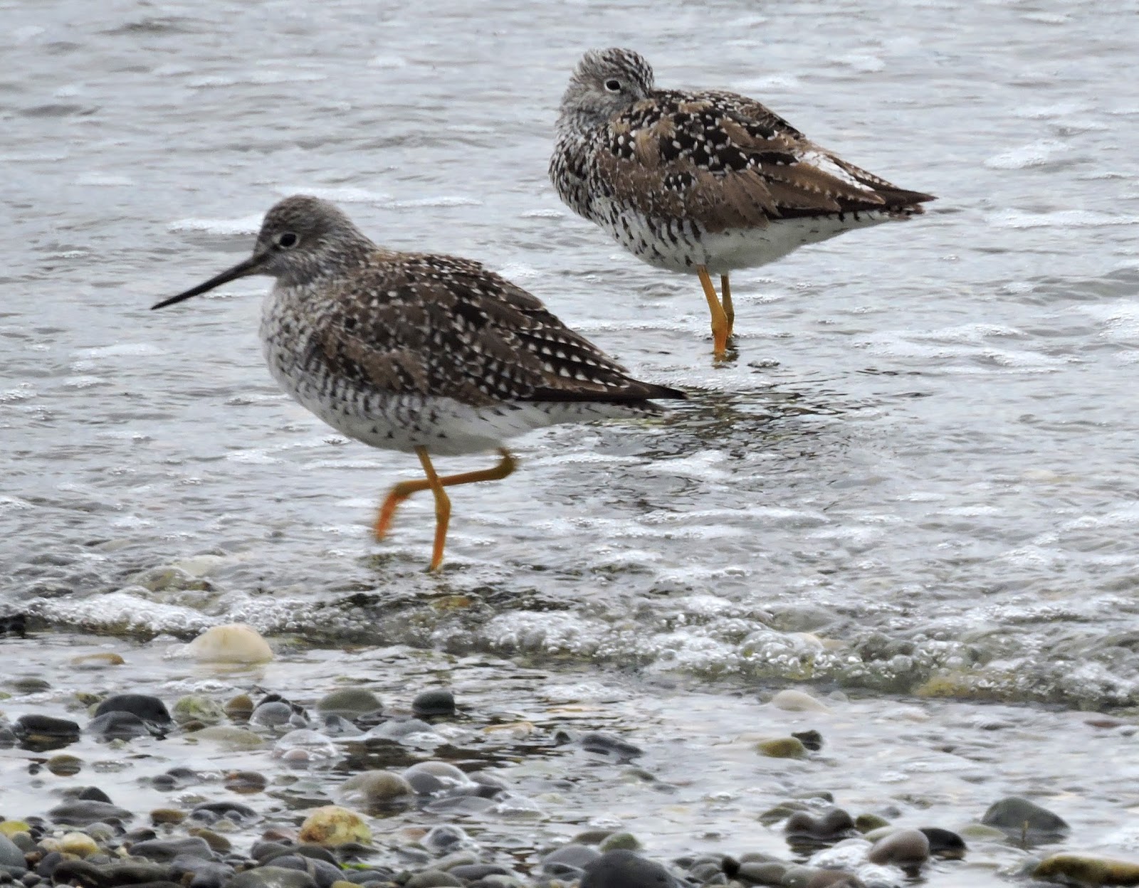 Scene Through My Eyes: Shorebirds!!!!!!!