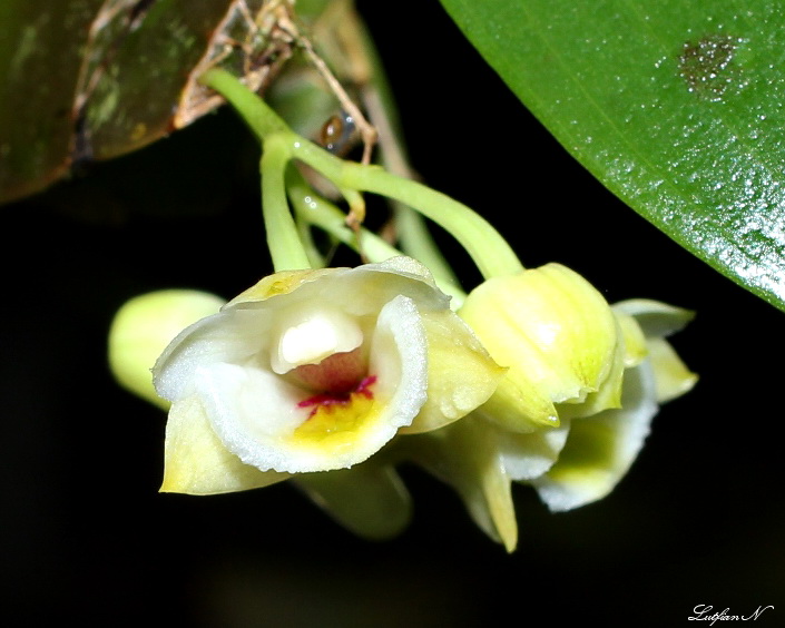 Eurycaulis compressus (Lindl.) M.A.Clem., 2003