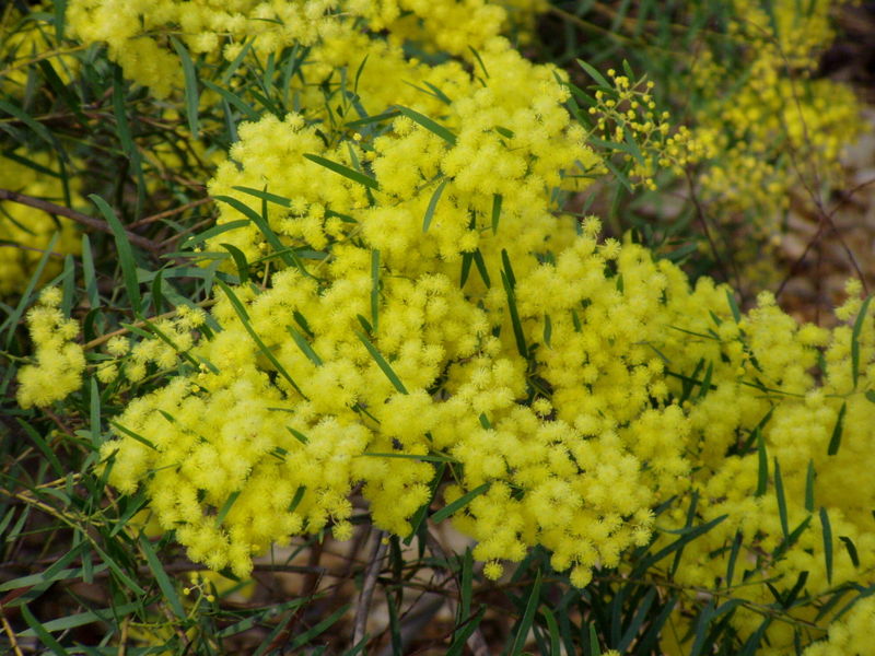 Flowers Land: Acacia Australia