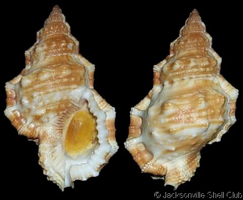 Variety of Life: Bursidae