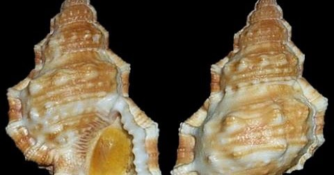 Variety of Life: Bursidae