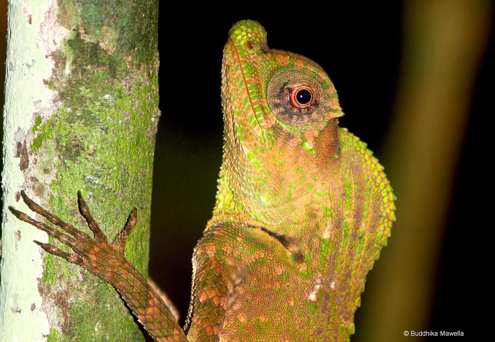 Lanka Nature Summary: Hump-nosed Lizard (Lyriocephalus scutatus)