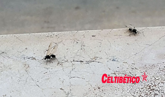 Celtibético: La invasión de las alúas