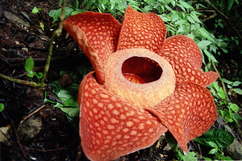 Musings of a Biologist and Dog Lover: Crazy Plants: Rafflesia