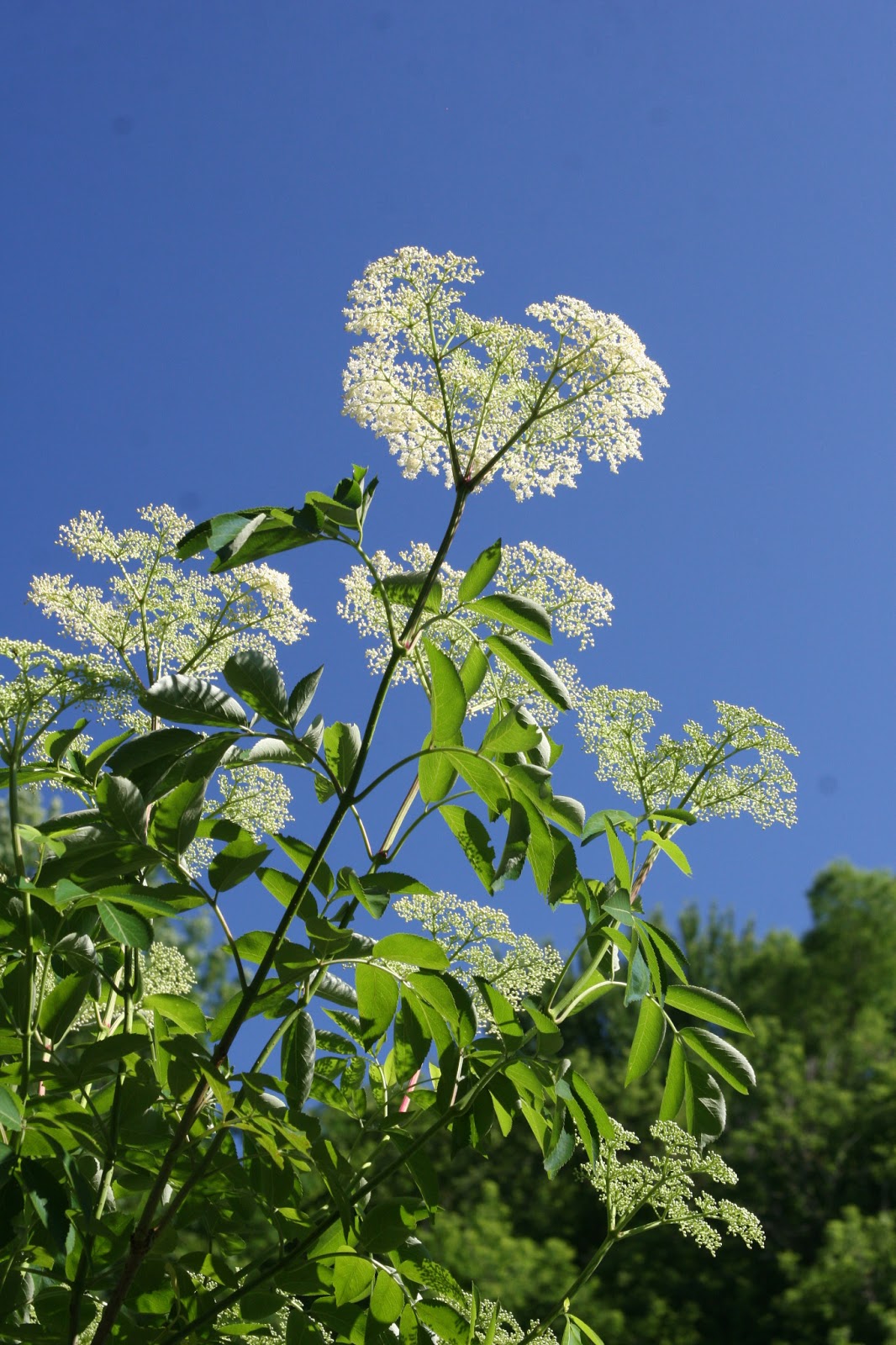 Isabella Conservation District Environmental Education Program: Mid-Michigan Habitats ...