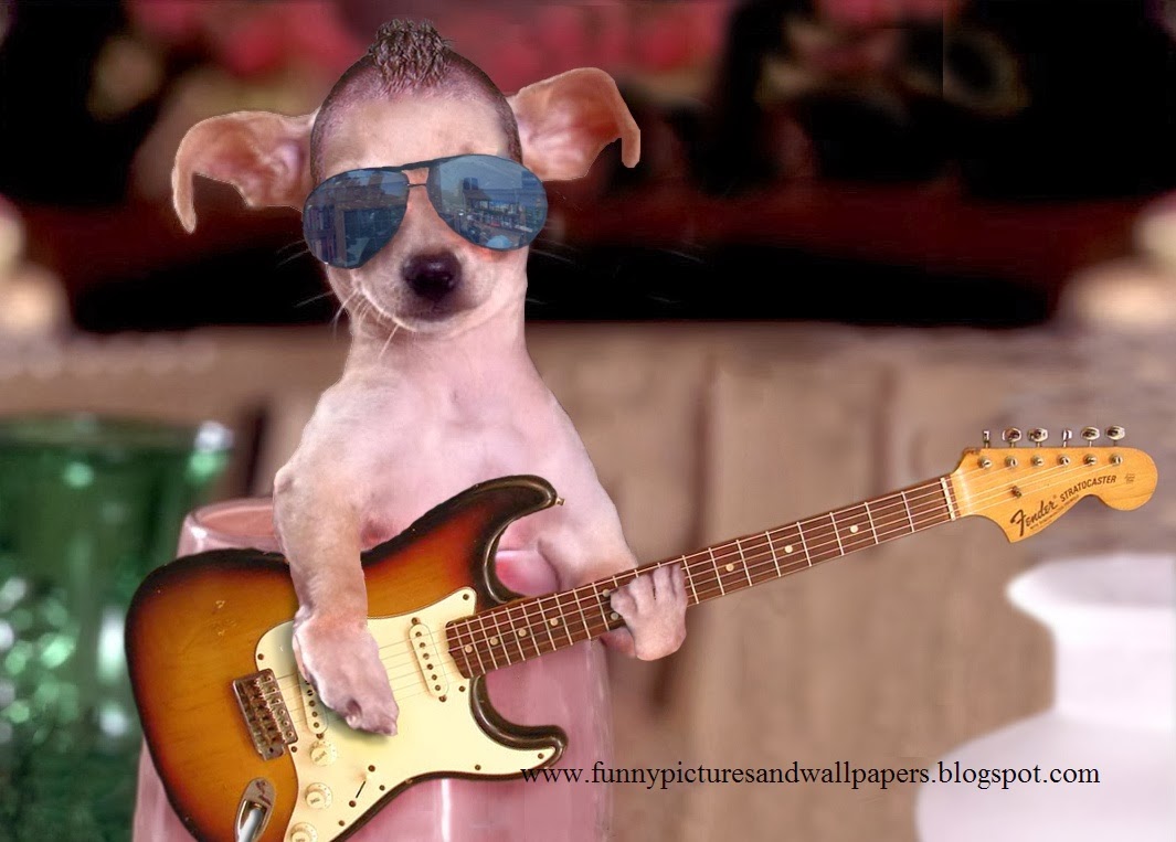 FUNNY DOG PICTURES EVER, FUNNY DOG ~ FUNNY PICTURES AND WALLPAPERS