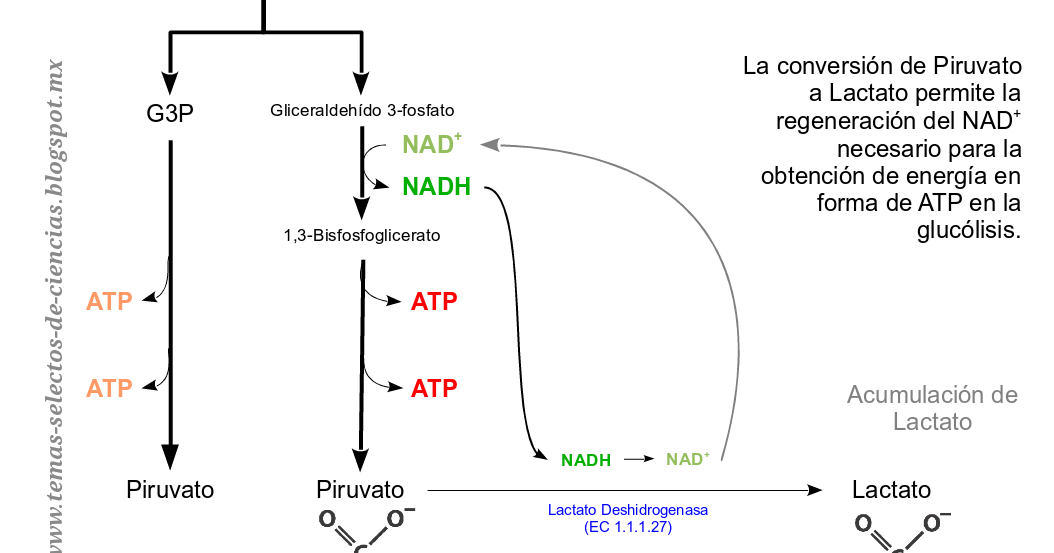 Metabolismo anaerobio de la Glucosa