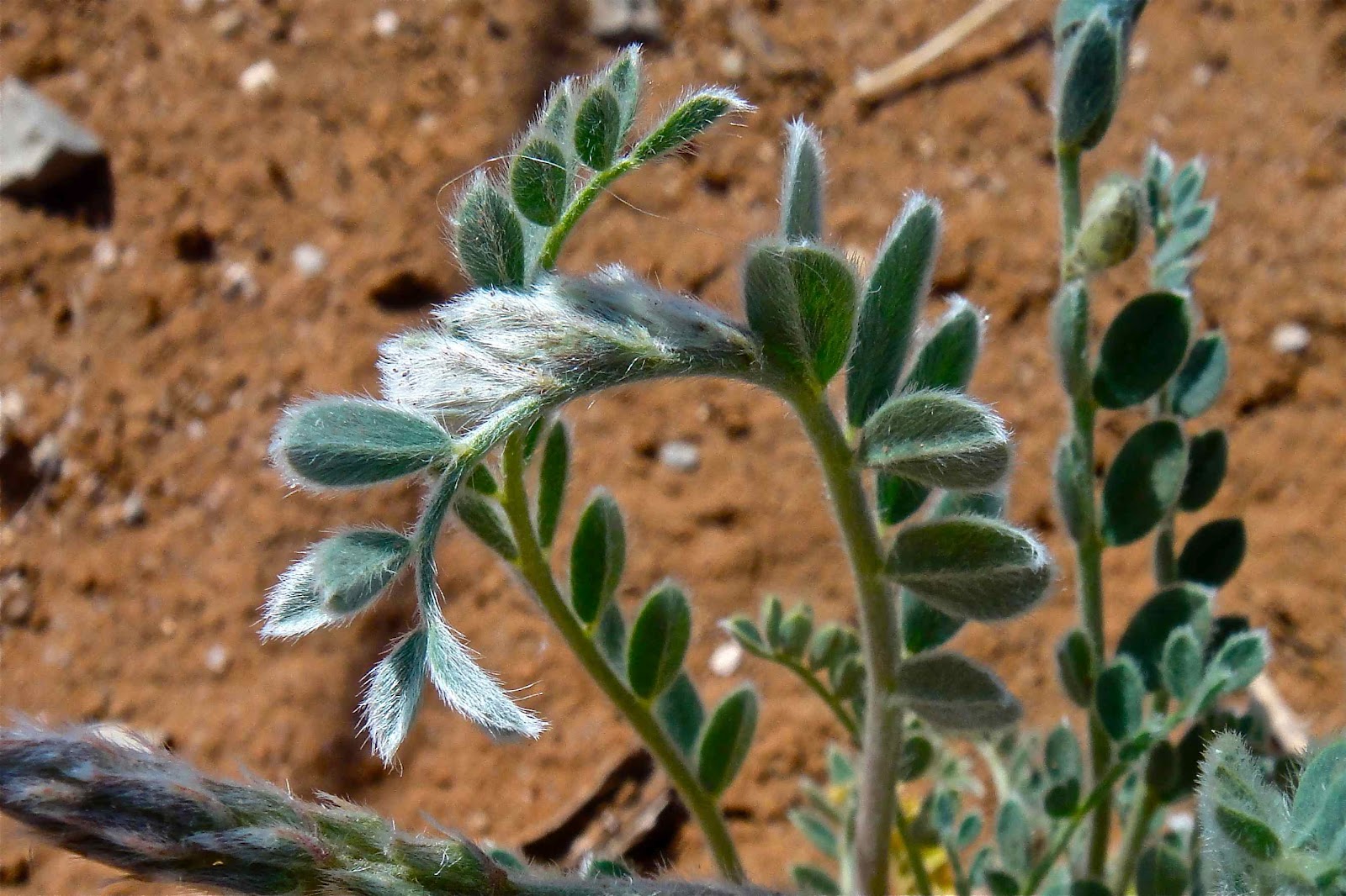 Poetry Of Spirit And Light: Hope Springs Eternal