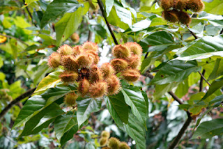 Achiote as red dye and flavoring for cacao beverage for Maya and Aztec.