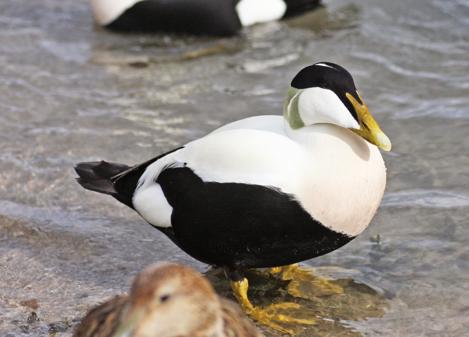 Simon and Karen Spavin: Eider Ducks