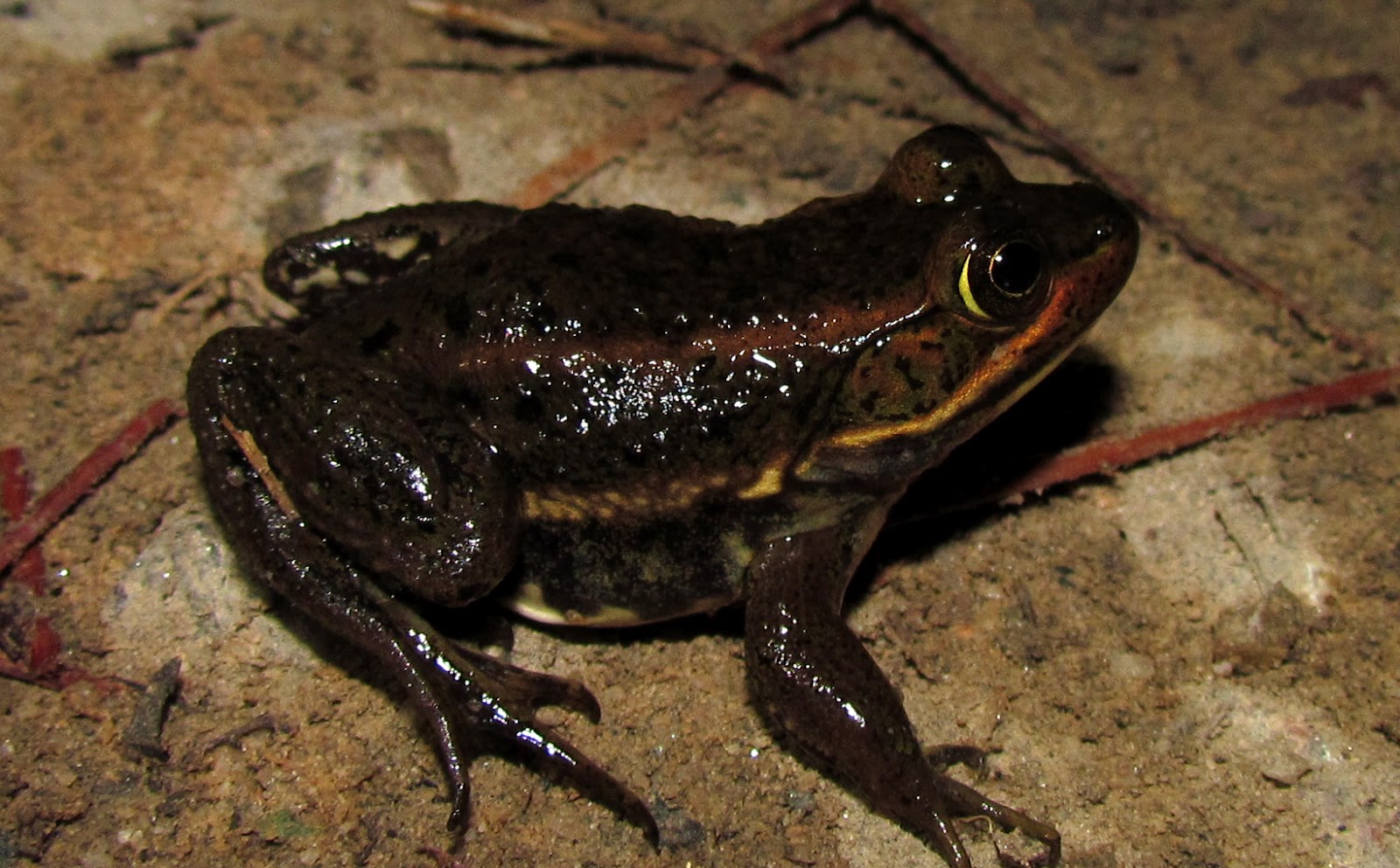 Birding Bros. Blog: The Rarest Frog on the East Coast