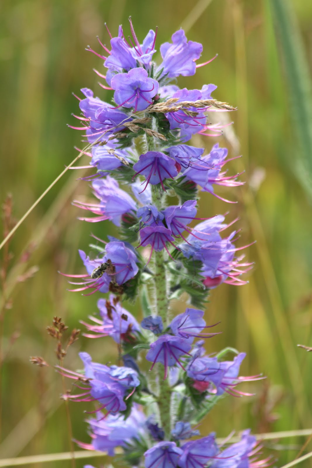 Picture the Word: Blueweed