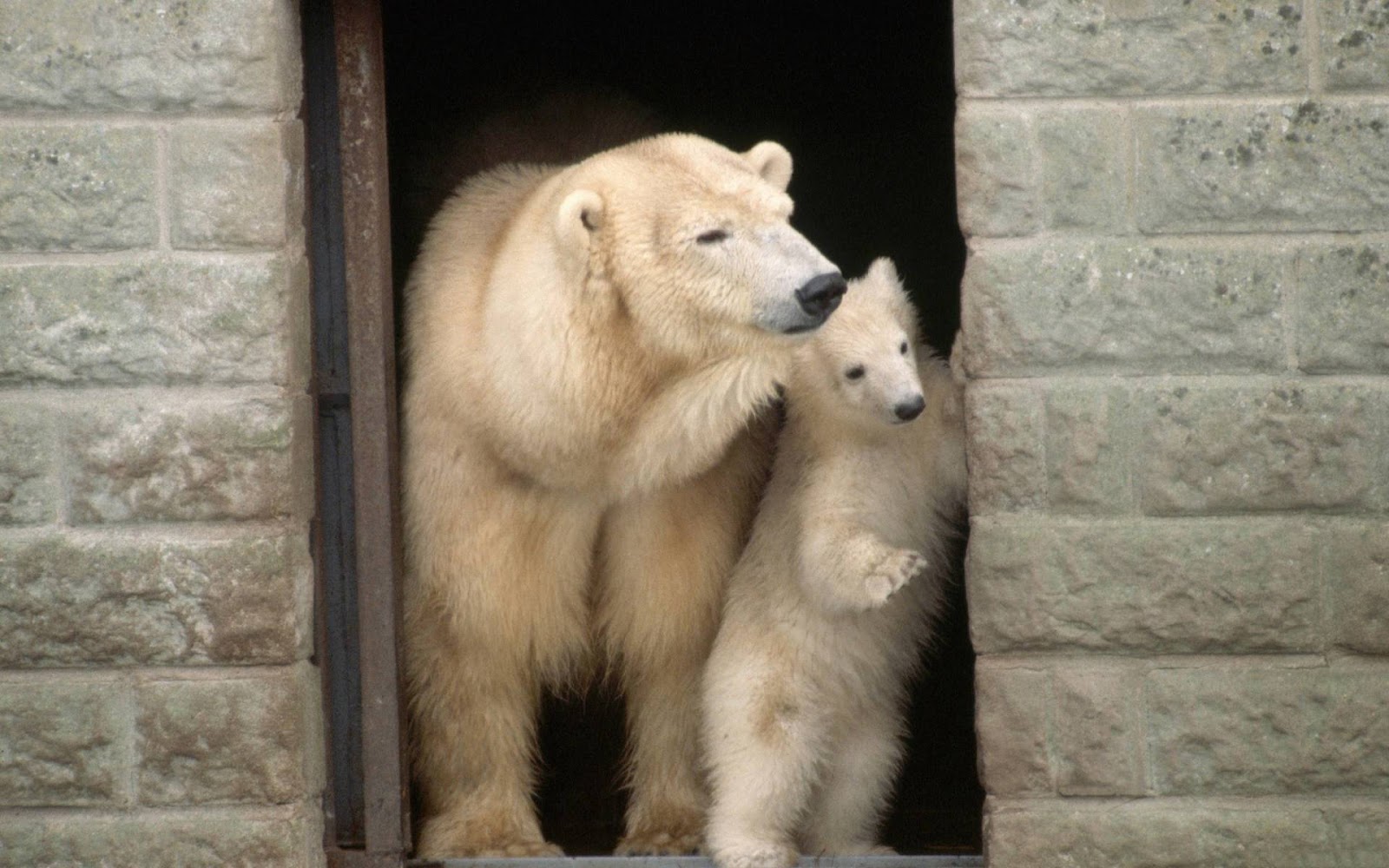 White Bear Baby Wallpaper
