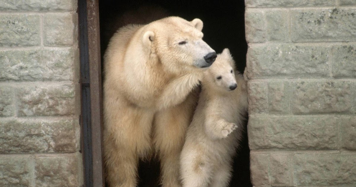 White Bear Baby Wallpaper