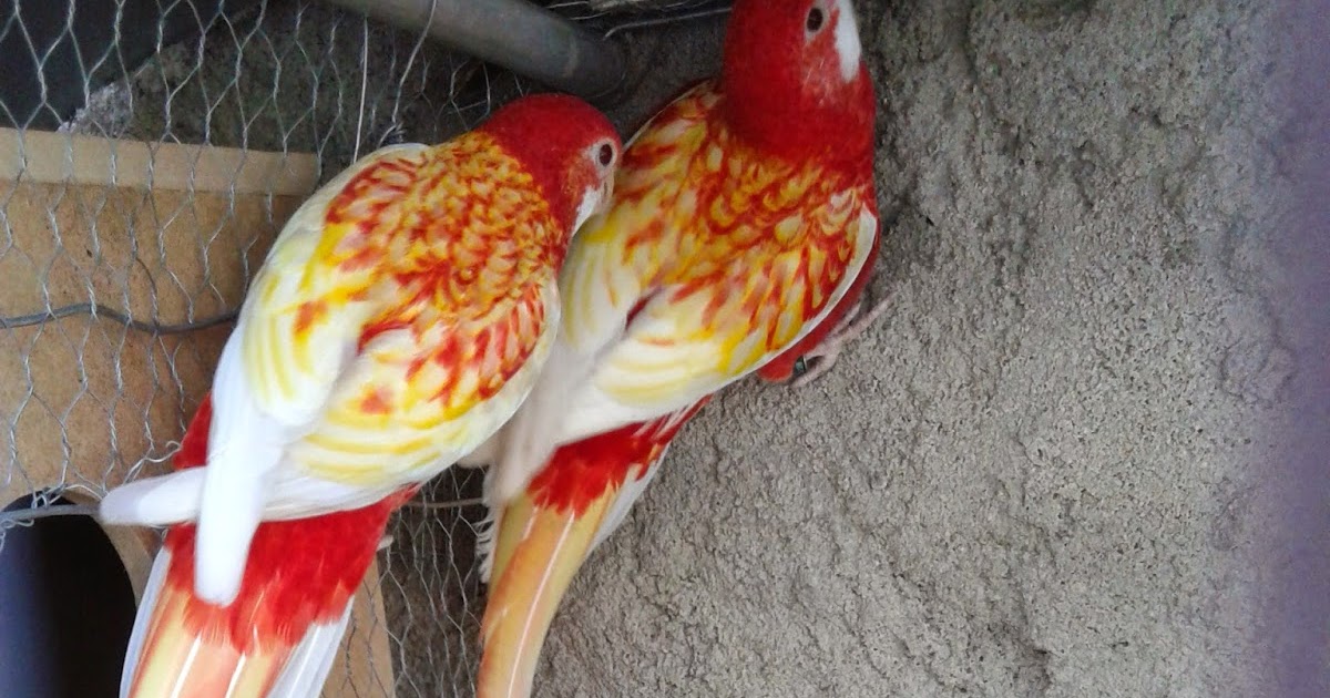 Aves Nunes: Roselas Rubinas