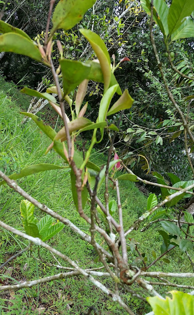 Warisan Petani: Pokok Dedalu