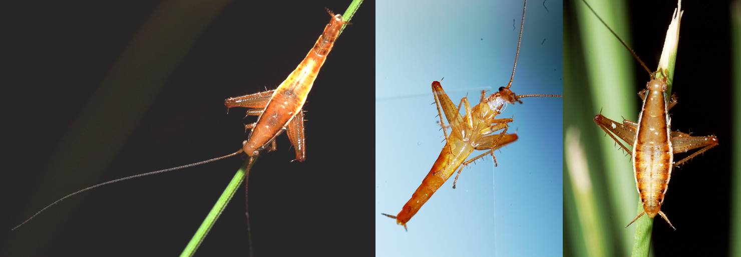 LinkNotes: World's only Jumping Cockroach