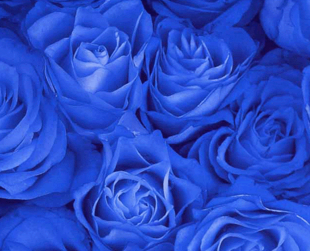 Gif rosa azul - Imagui