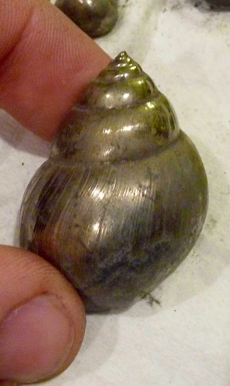 Louisville Fossils and Beyond: Pyrite Strobeus Snail Fossil