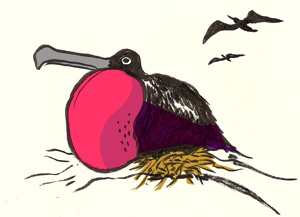 Frigate Bird Drawing