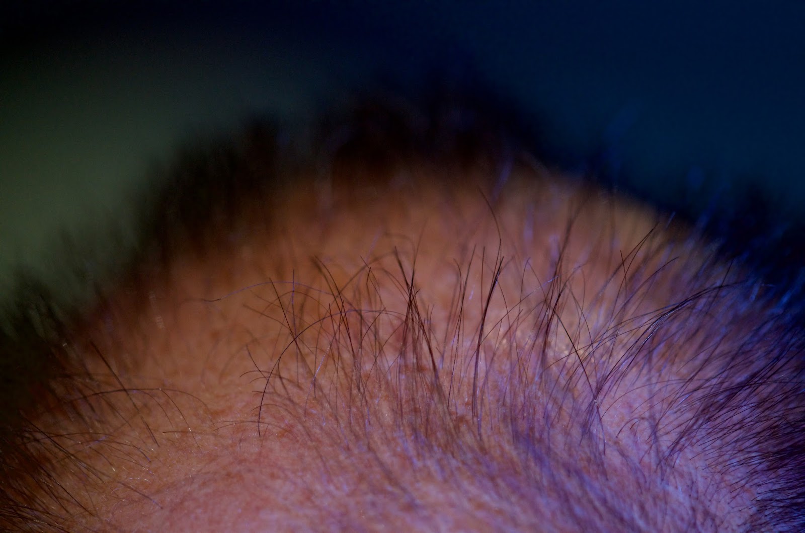 The Plashing Vole: '…talking of Michelangelo'