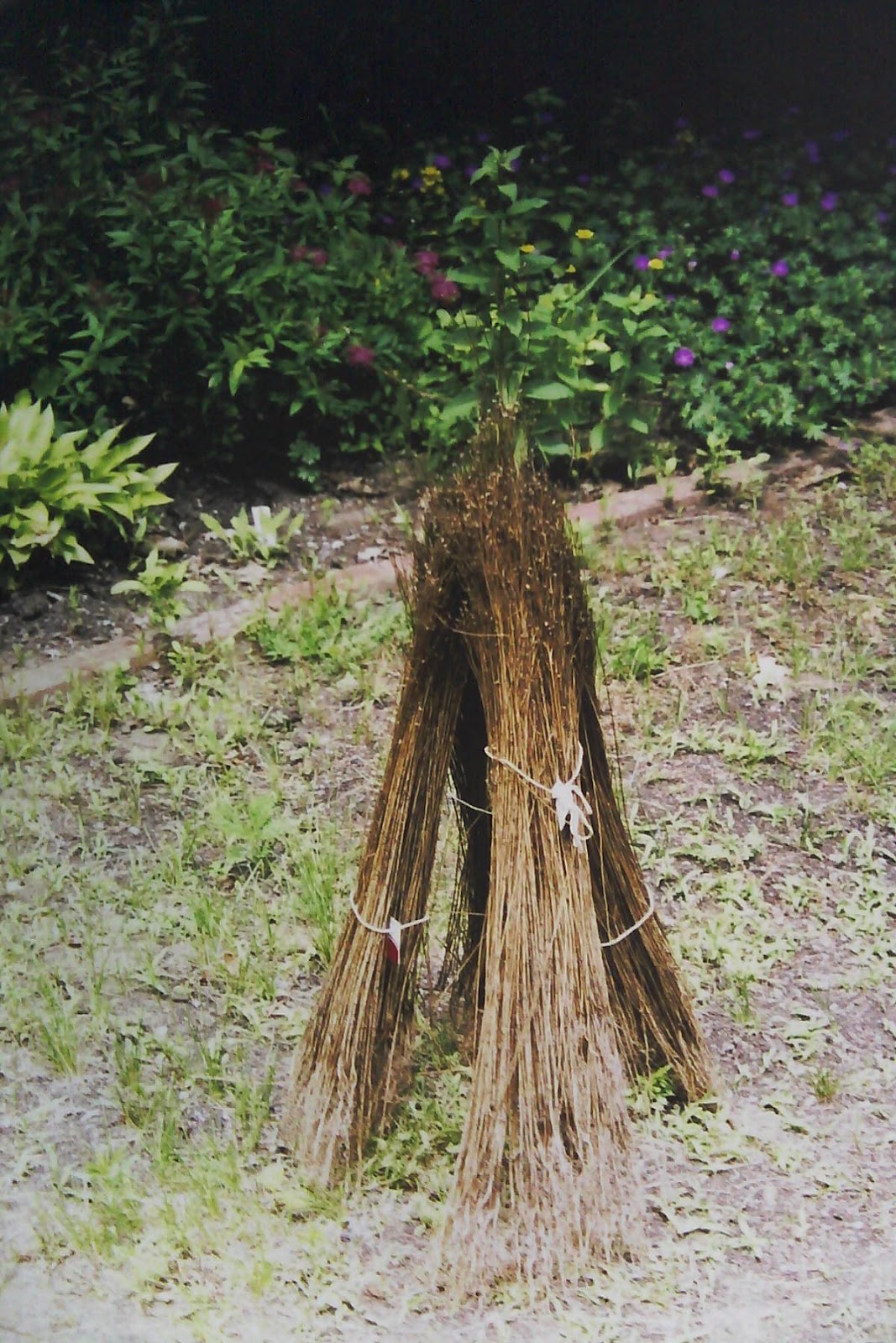 MOSTLY ABOUT FLAX: Growing and Processing Flax (with photos)
