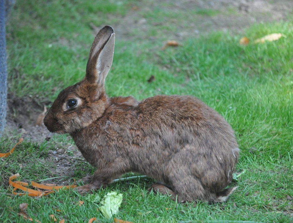 ZOOTOGRAFIANDO (6.100 ANIMALS): CONEJO DOMÉSTICO / DOMESTIC RABBIT ...