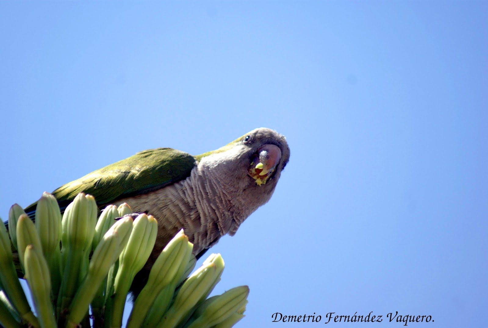 Pájaros tropicales en libertad | Fotografía Demetrio Fernández