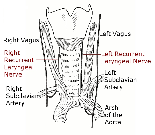 gtranatomy: April 2011