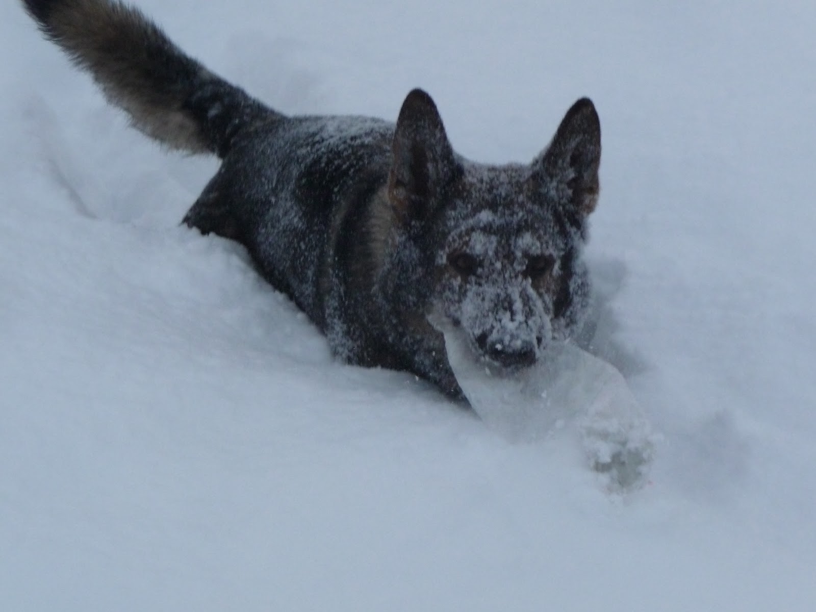 Niras blogg: Fin fina vinterbilder!