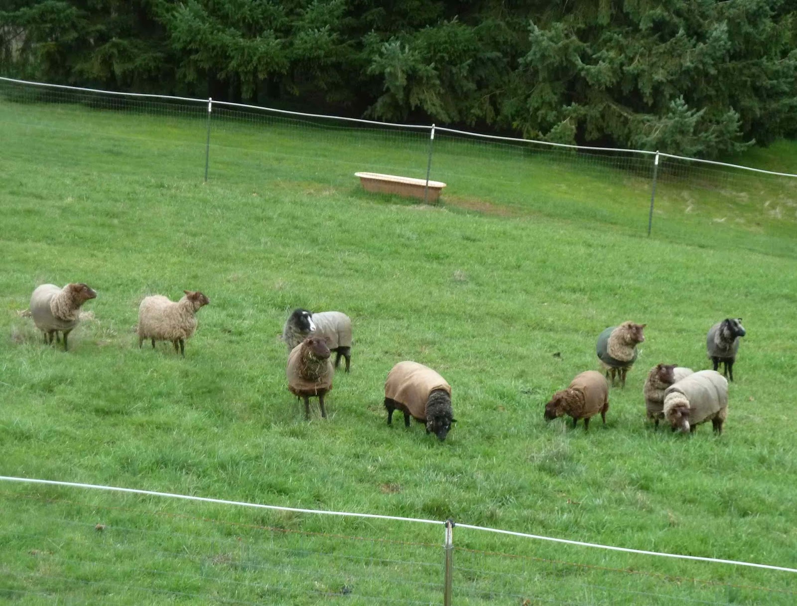 Boulderneigh: Sweet sheep