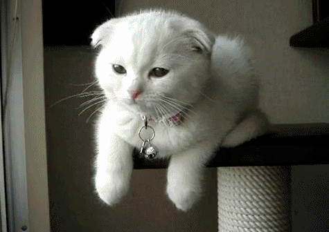 Gifs de Gatos: Gif Gato branco dando uma piscadinha