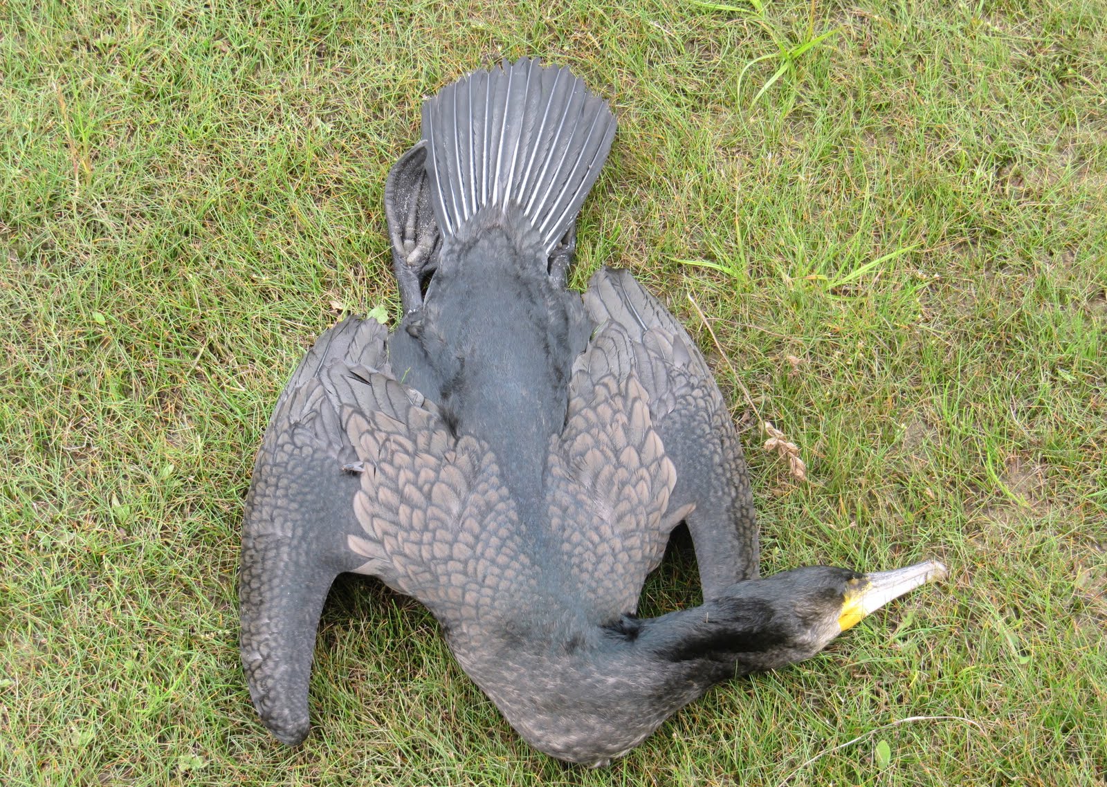 Toledo's pad: Scholeksters en aalscholvers