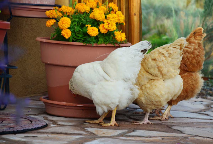 The 7MSN Ranch: Los Pollos Hermanas