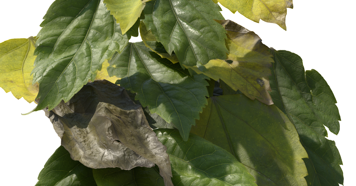 Leaf Shading Realistic Foliage Using Arnold5 And Maya Cg Tutorial 