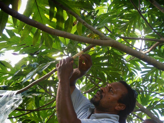 Agroforestry - Pacific viewpoint: 2014