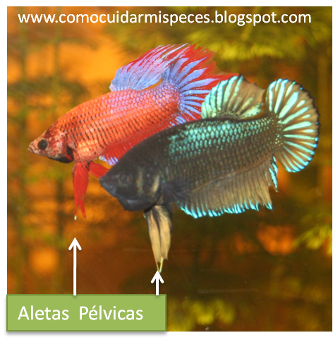 Aletas pélvicas o ventrales