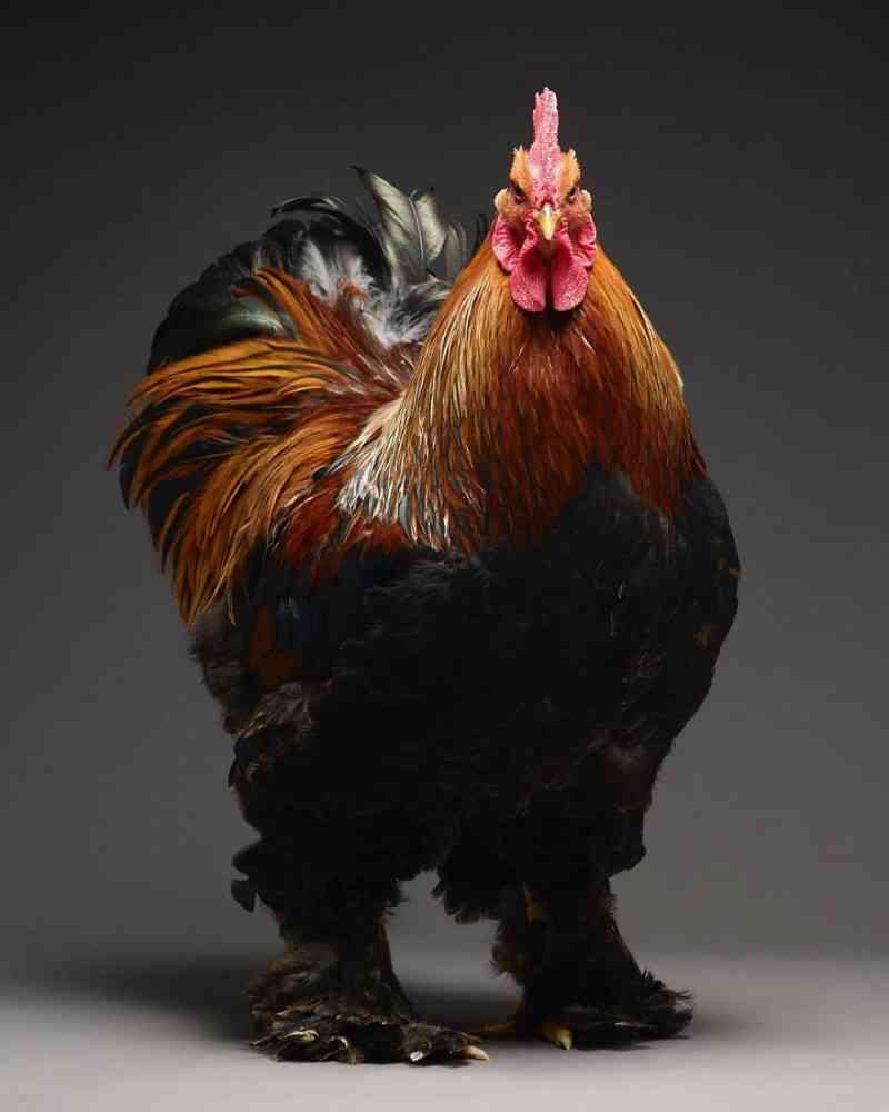 Beautiful Chicken Look Like The Models of the Birds World ~ NEWSOLOGIES