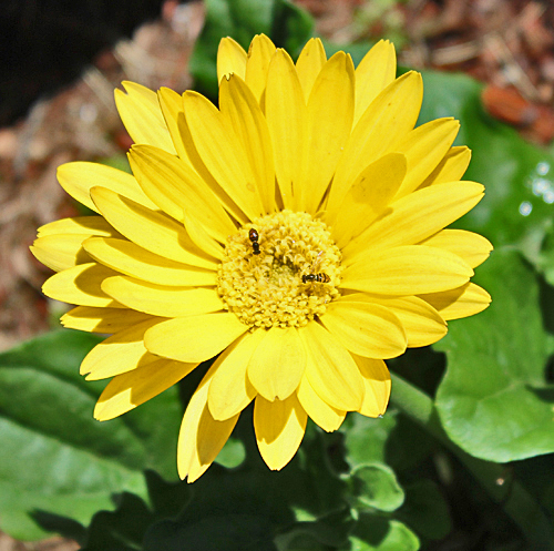 May Flower Challenge - Day 31, A Celebration - The Red Painted Cottage