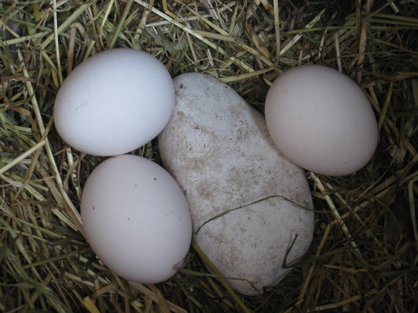 NATUURLIJK-RIJK: Zonnekloppers²