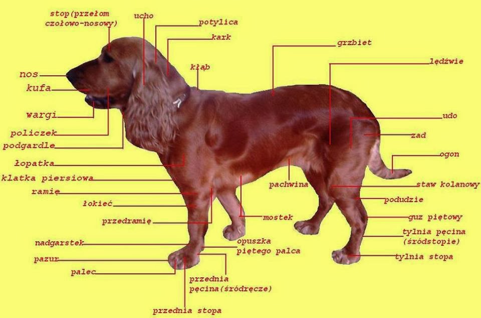 Pies najlepszym przyjacielem: BUDOWA PSA