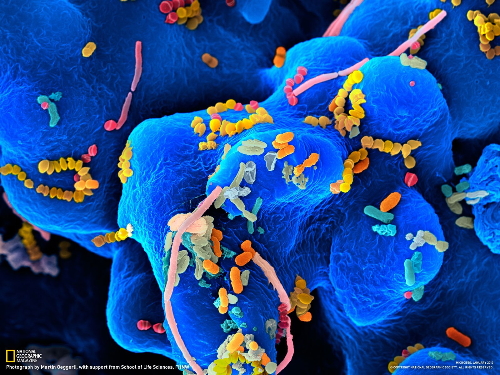 Microbes in your body outnumber your cells - Photography Inspirations ...