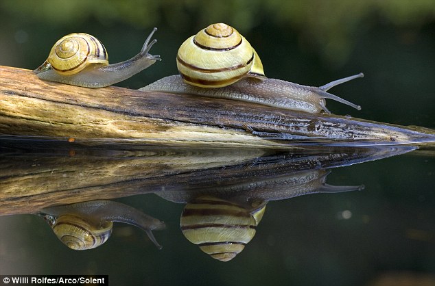 Talktokemi (TtK) : Amazing Pictures of Two Snails Kissing